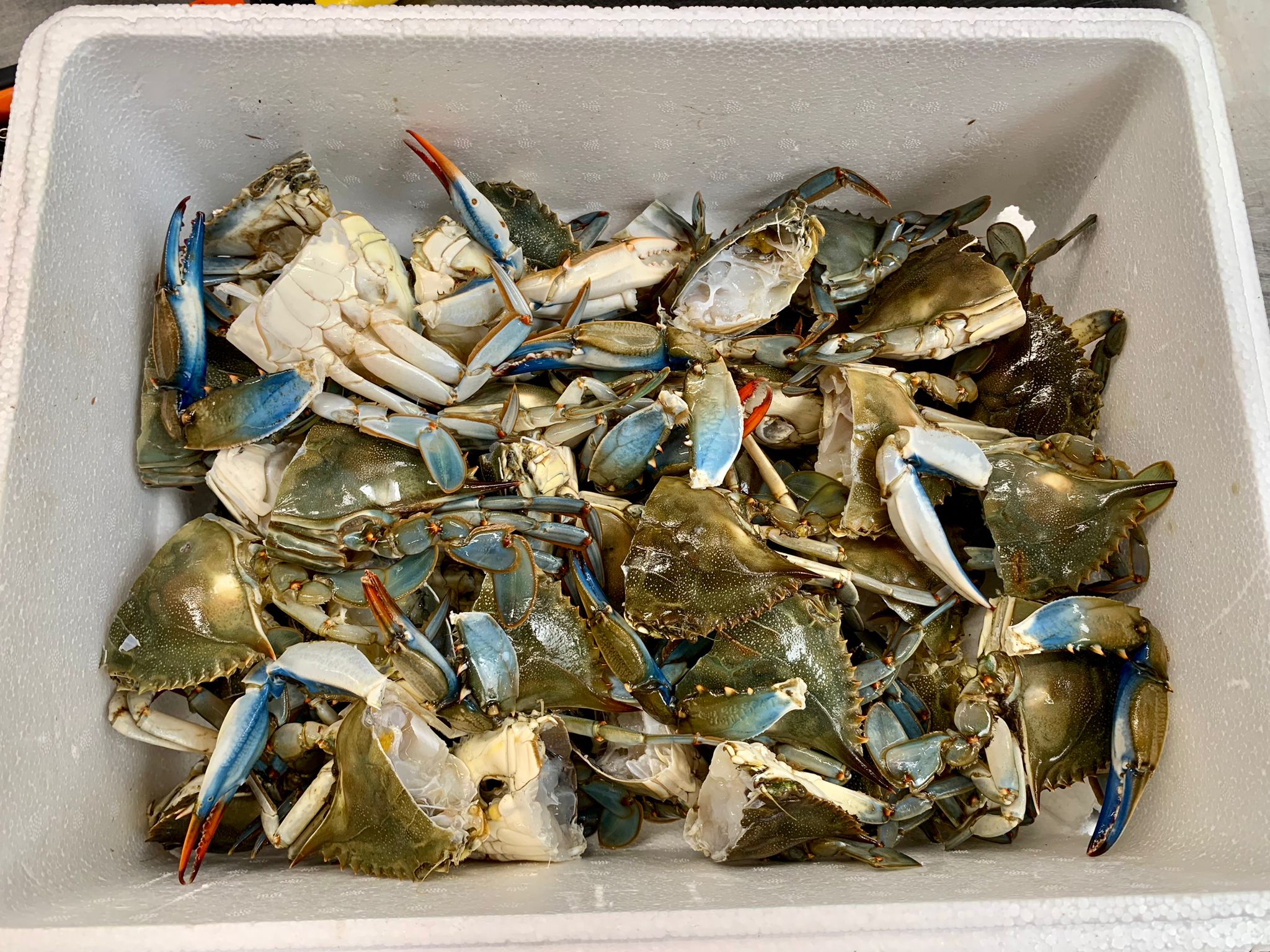 Granchio Blu dell'Adriatico - Effelle Pesca